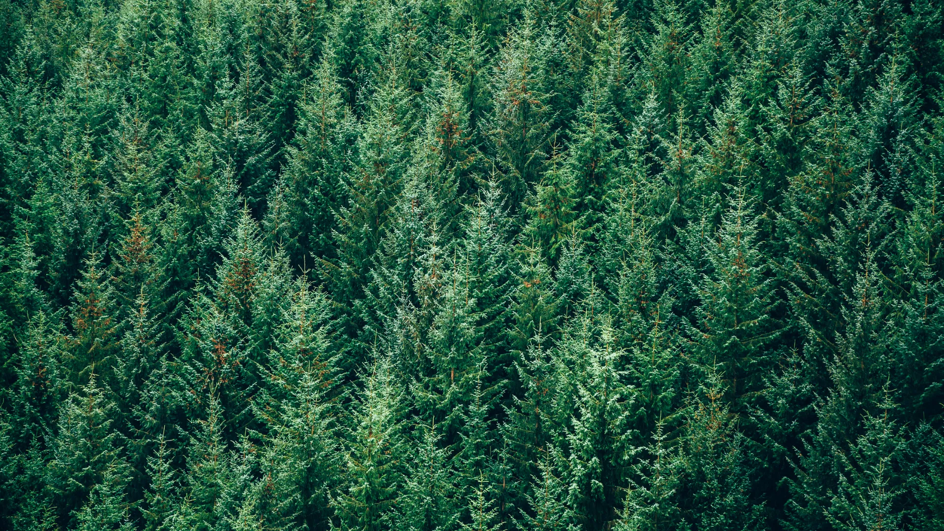 What Does Evergreen Mean In Marketing? Why It Still Works